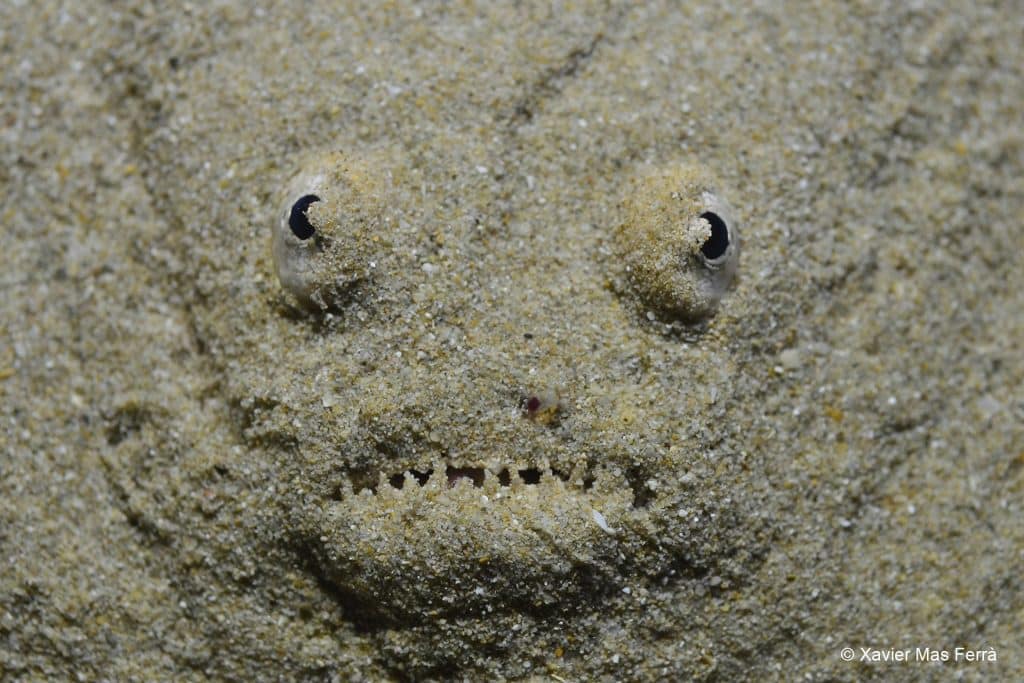 Preservation Of The Balearic Sea: 1000 Photos, Mostly Taken From Ibizan ...