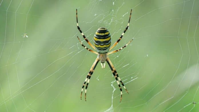 4 Of The 5 Large Spiders Present In Spain Are Found On Ibiza And ...