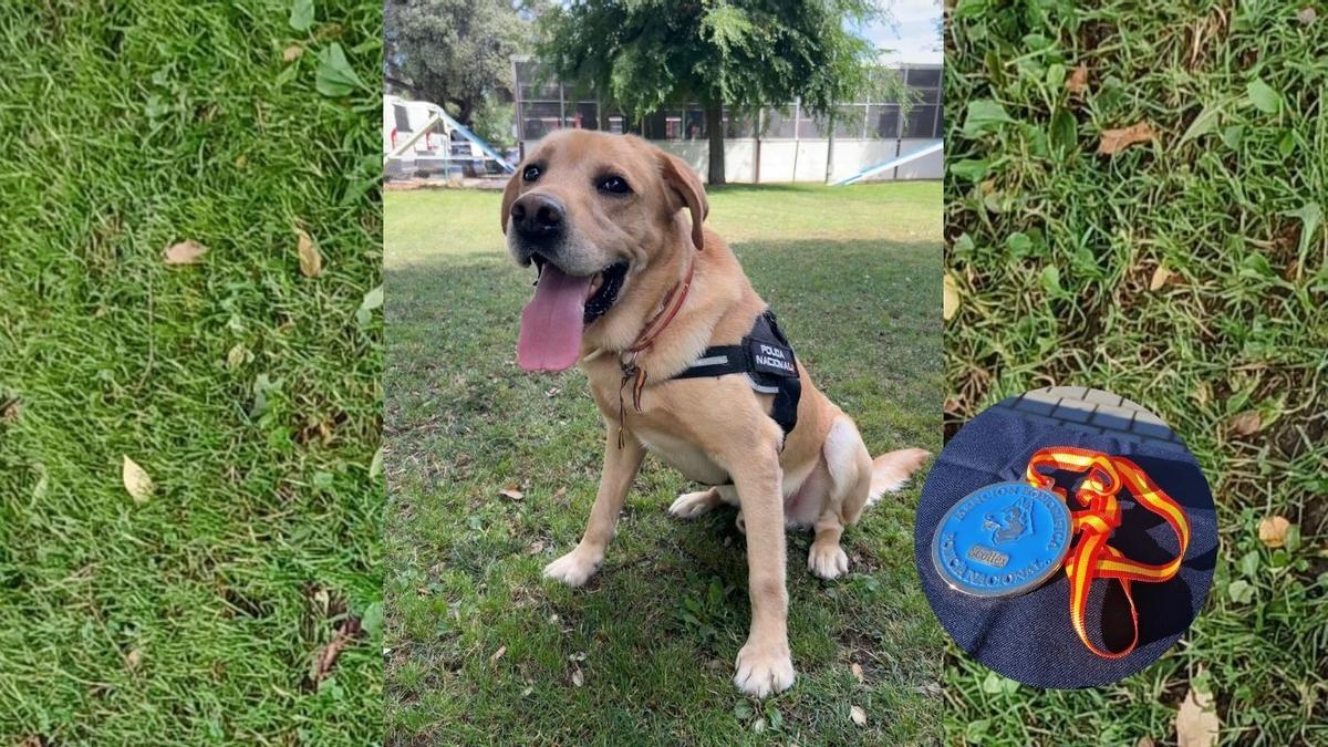 Scottex, The Police Dog Honoured For Solving High-profile Crimes ...